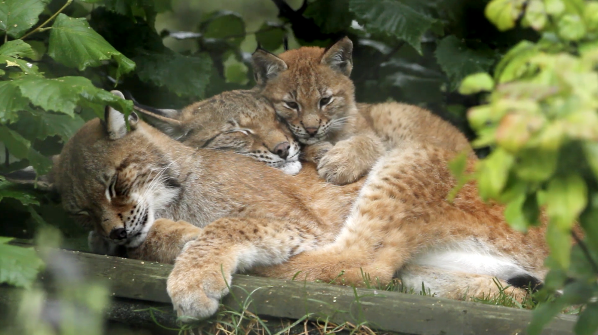 West Coast Today - Media Library - NOT34Lynxkittenspng