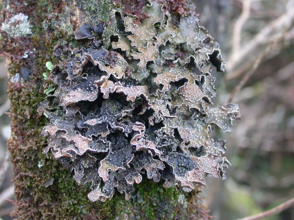 West Coast Today - News - Extraordinary biodiversity found in Crinan Wood