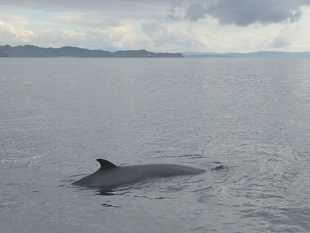 West Coast Today - News - Whale of a time
