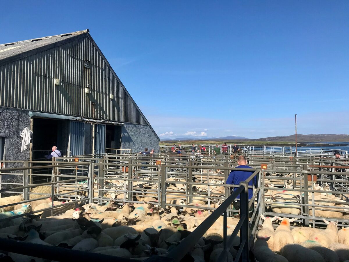 West Coast Today - News - Breathing life back into Scotland’s neglected ...