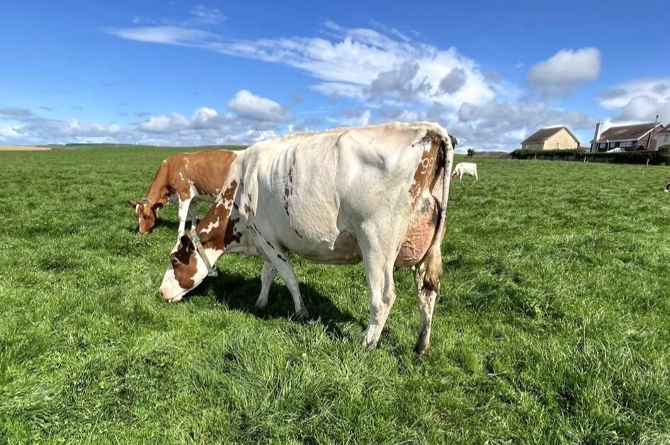 West Coast Today - All Content - WCT - Clochkeil cattle overall best at ...