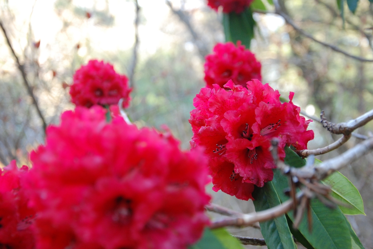 West Coast Today - Leisure - Enjoy beautiful Lochgair garden