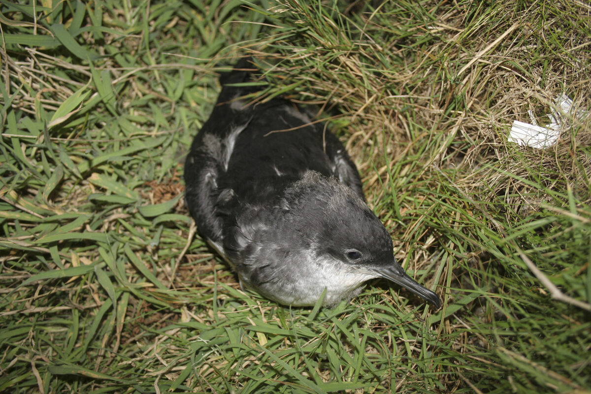 West Coast Today - Leisure - Help save the original puffin crash ...