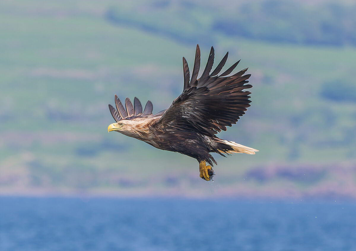 West Coast Today - News - Review: Wild Mull: A Natural History of the ...