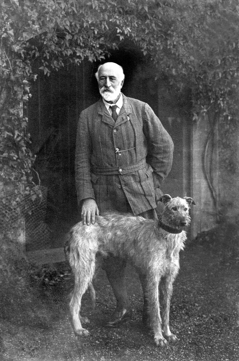 West Coast Today - Opinion - The last working deer hounds in Scotland