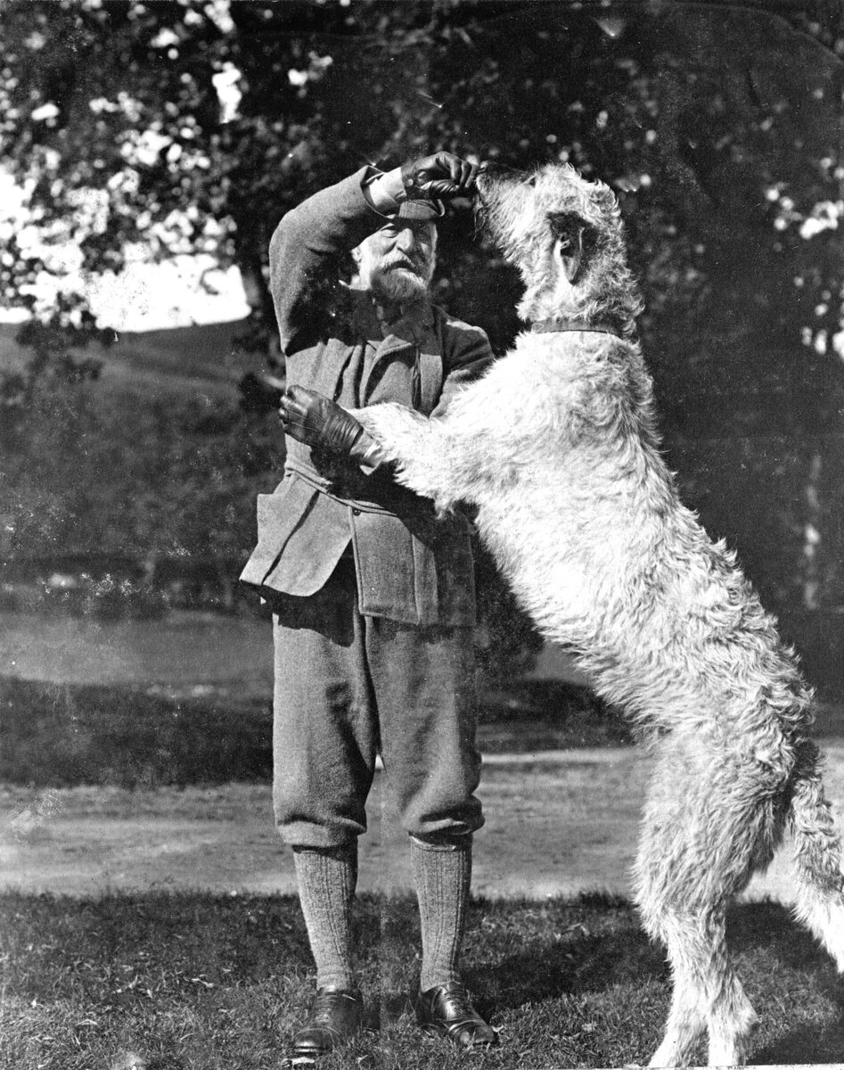 West Coast Today - Opinion - The last working deer hounds in Scotland