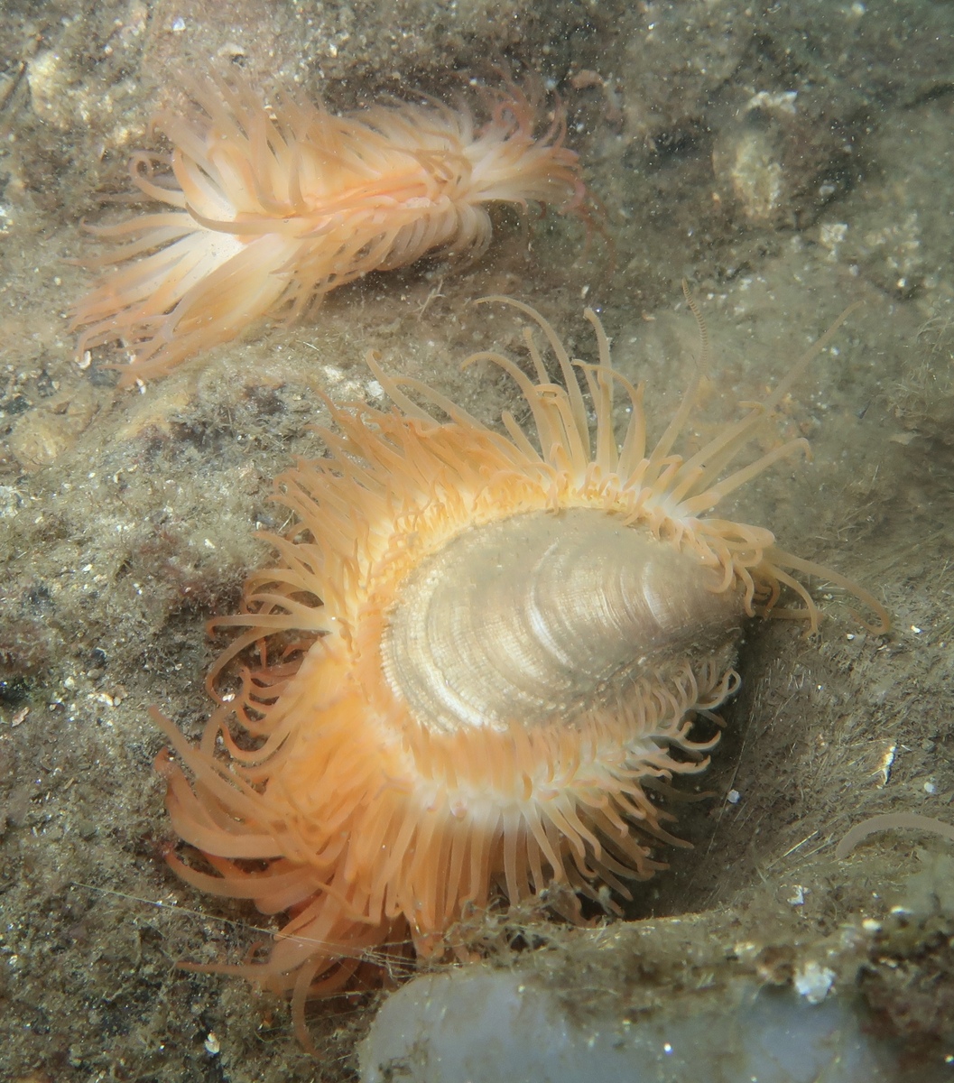 West Coast Today - Heritage - Under Loch Fyne
