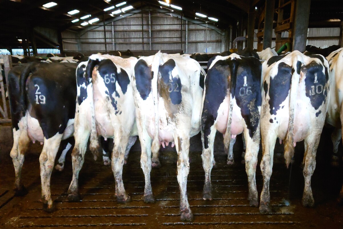 West Coast Today - Media Library - Some of the winning heifer team at ...