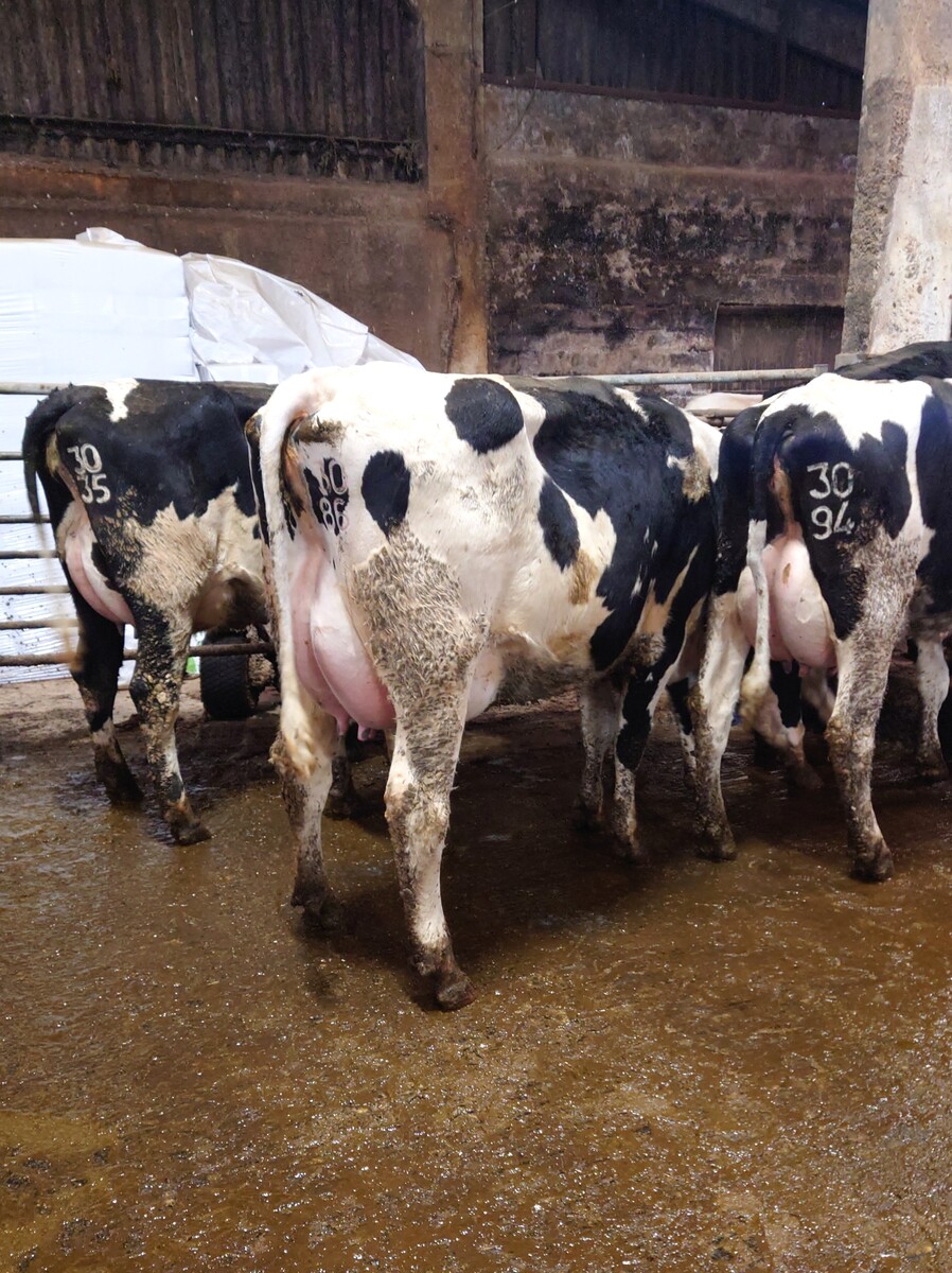 West Coast Today - News - Kintyre farmers showcase best Holstein heifers