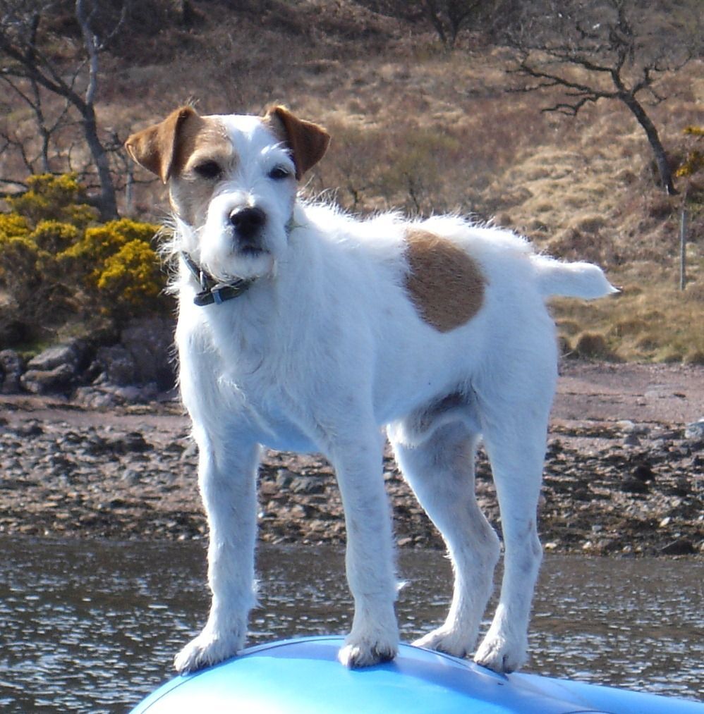 West Coast Today - Media Library - Terriers are vulnerable to adder ...