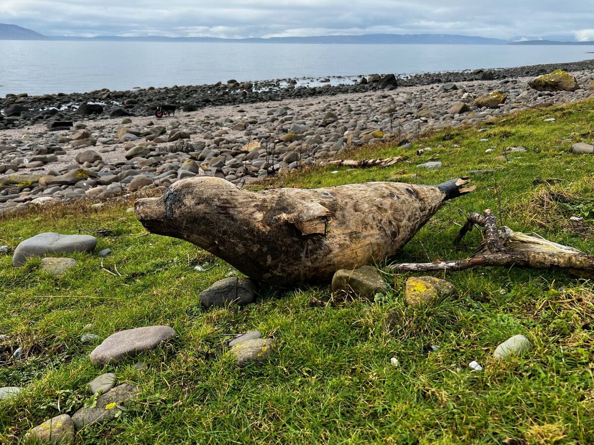 West Coast Today - News - Clyde the 'swimaway' seal makes a welcome ...