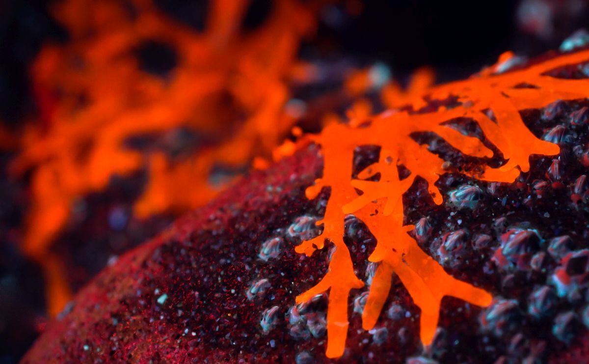 West Coast Today - Media Library - Bright orange-looking lichen under ...