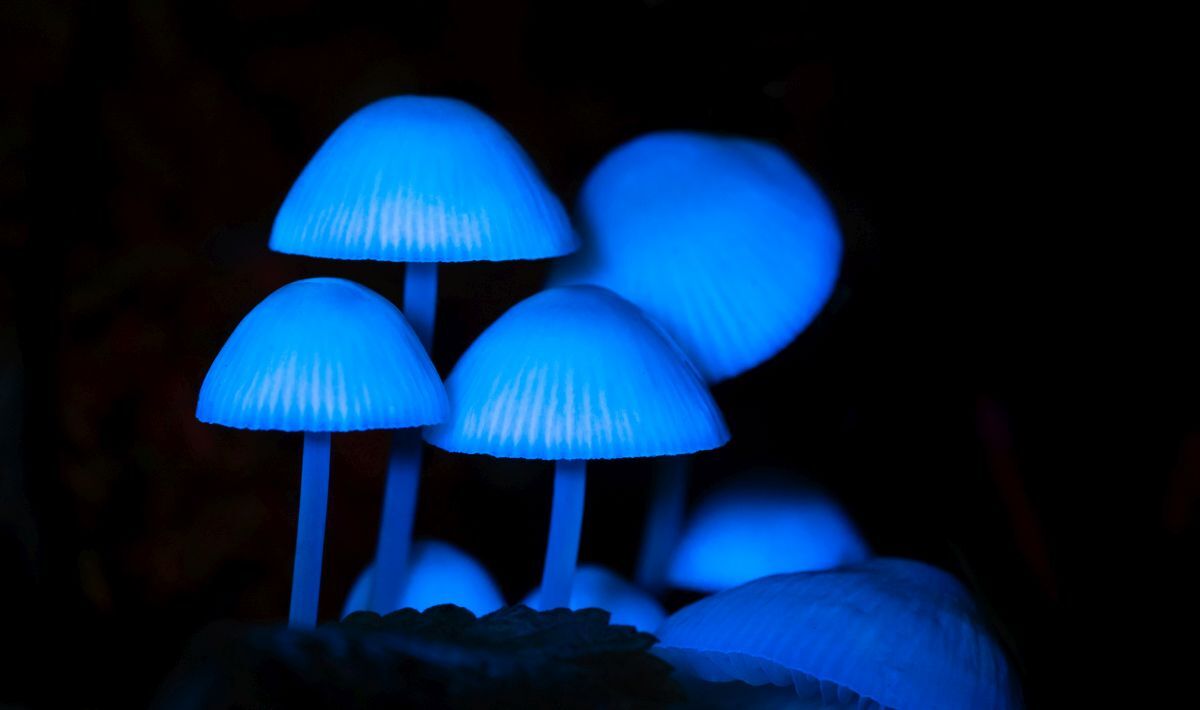 West Coast Today - Leisure - Nocturnal magic revealed if you fancy a ...