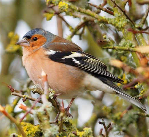 West Coast Today - Media Library - Chaffinch, the species with the ...