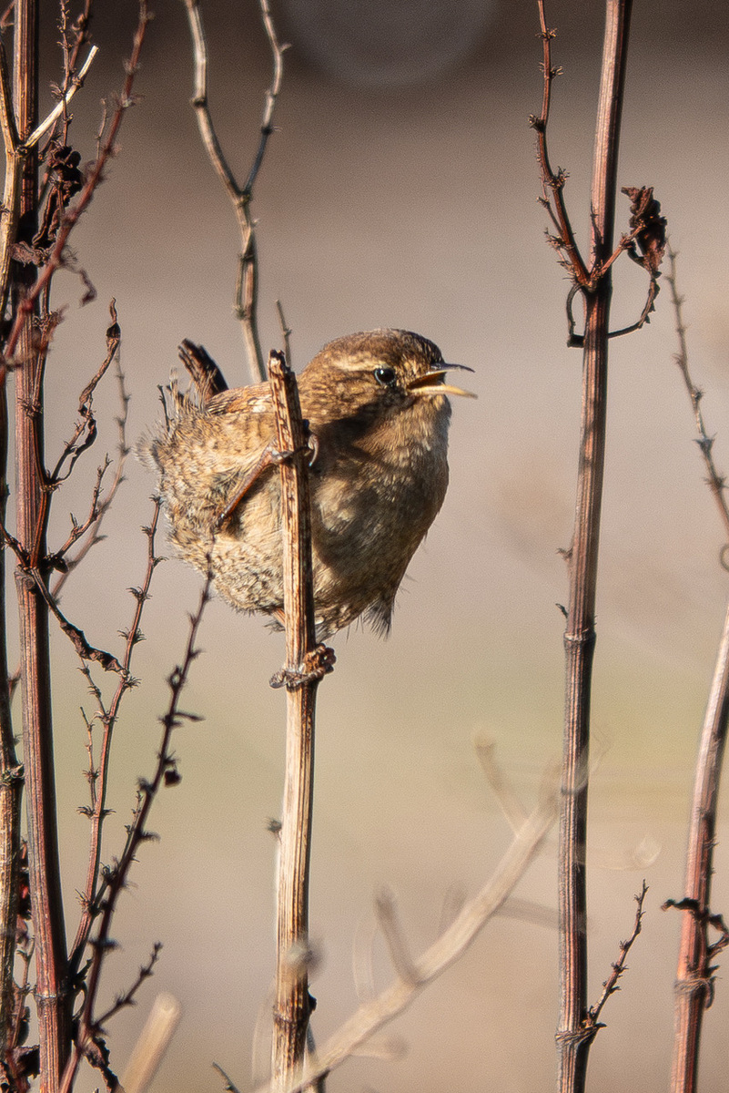 West Coast Today - Media Library - Wren, the smallest species recorded ...