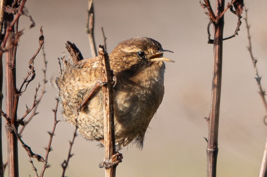 West Coast Today - Leisure - RSPB Big Garden Bird Watch reveals Arran's ...