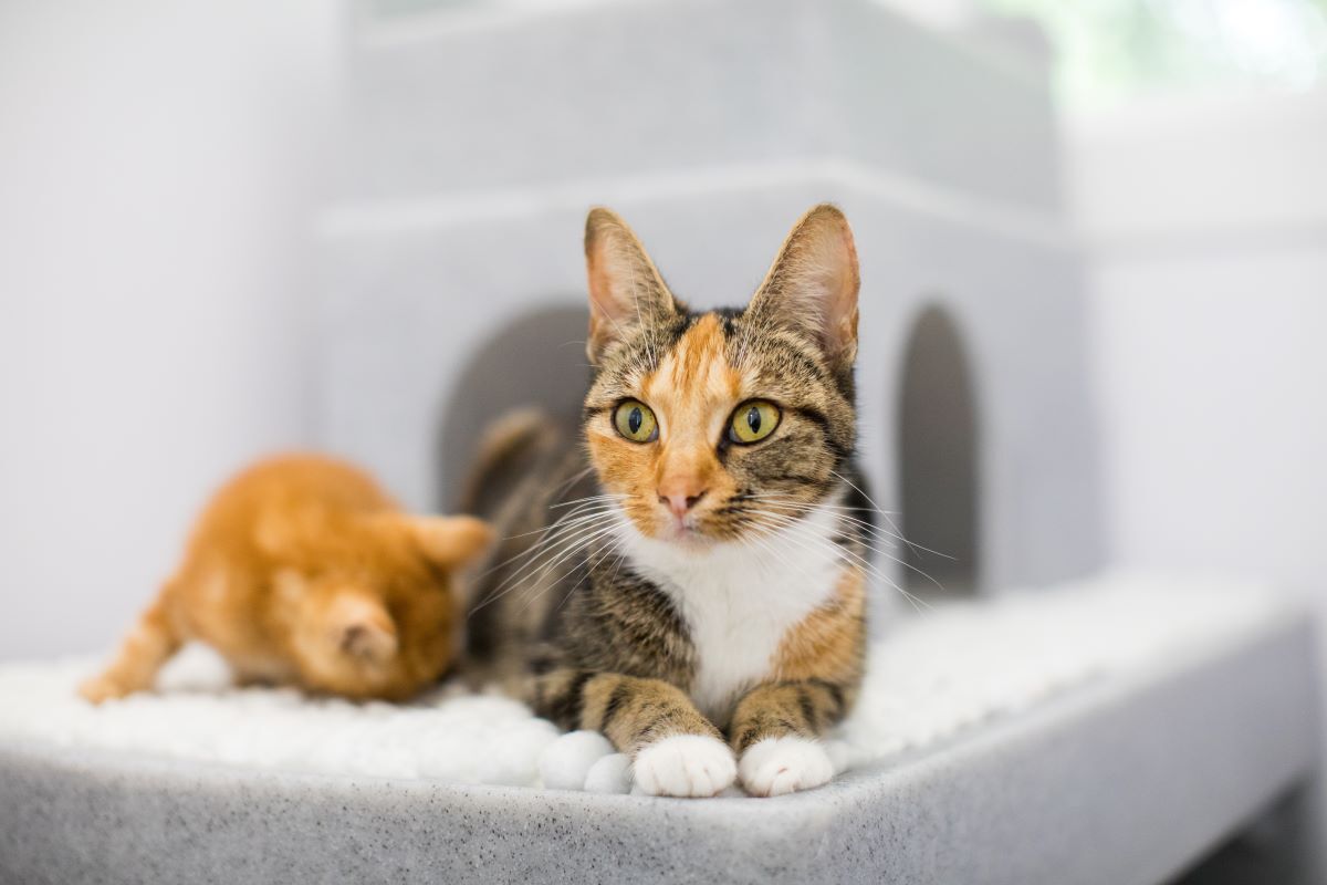 West Coast Today - News - Animal welfare charity issues urgent plea for ...