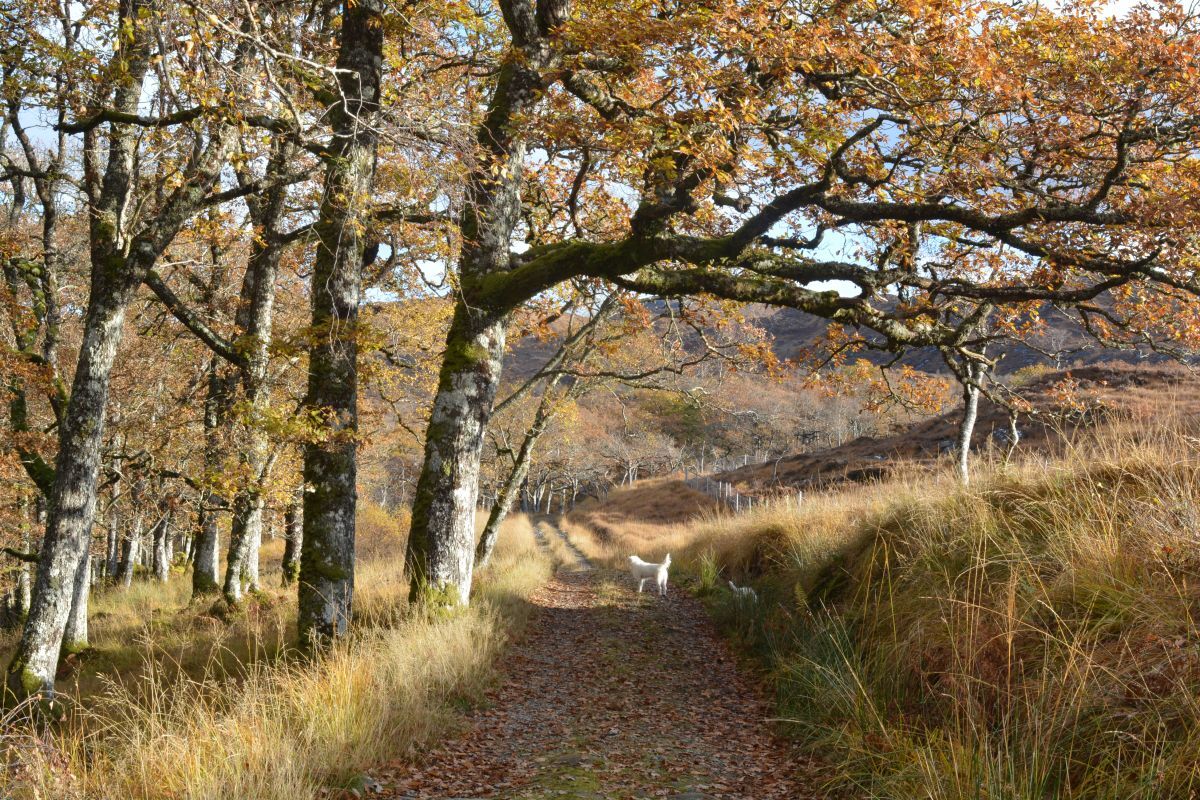 West Coast Today - Media Library - emnants of oak trees planted on ...