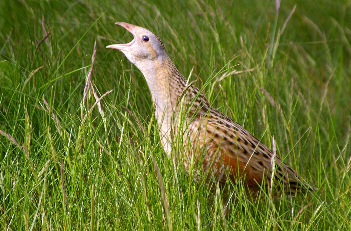 West Coast Today - Media Library - Corncrake Calling.