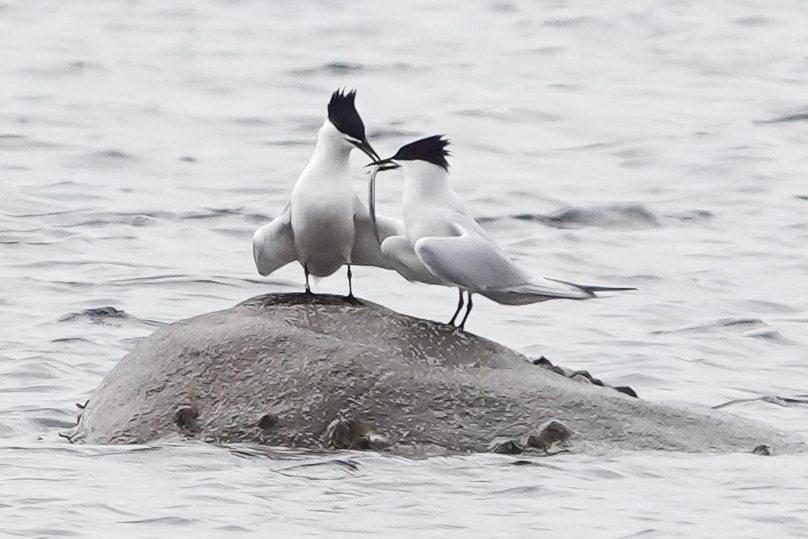 West Coast Today - Media Library - Courting sandwich tern ready to ...