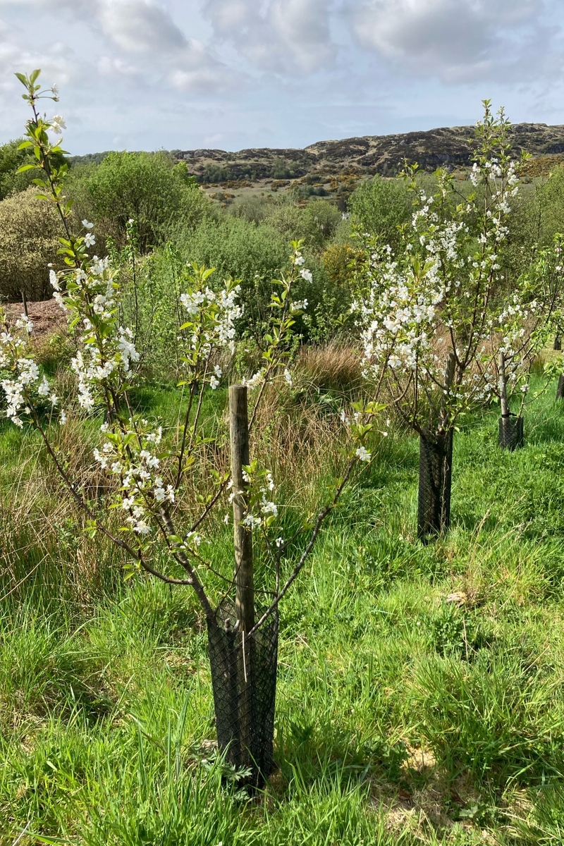 West Coast Today - Media Library - Fruit trees in flower at Tarbert ...
