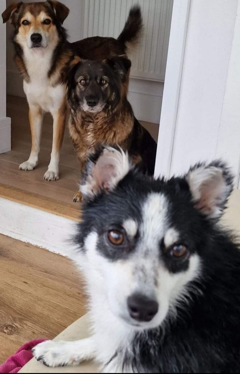 West Coast Today - Media Library - Kim's own dogs Tommy, Hazel and ...