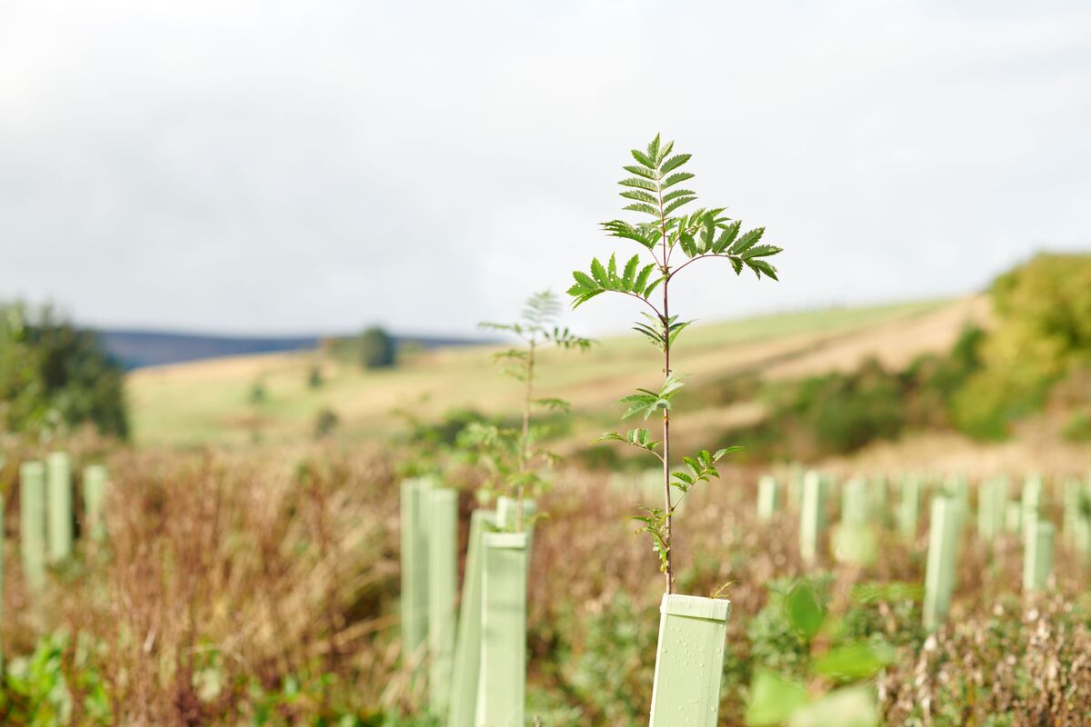 West Coast Today - News - 30 million trees planted in Scotland in 2023