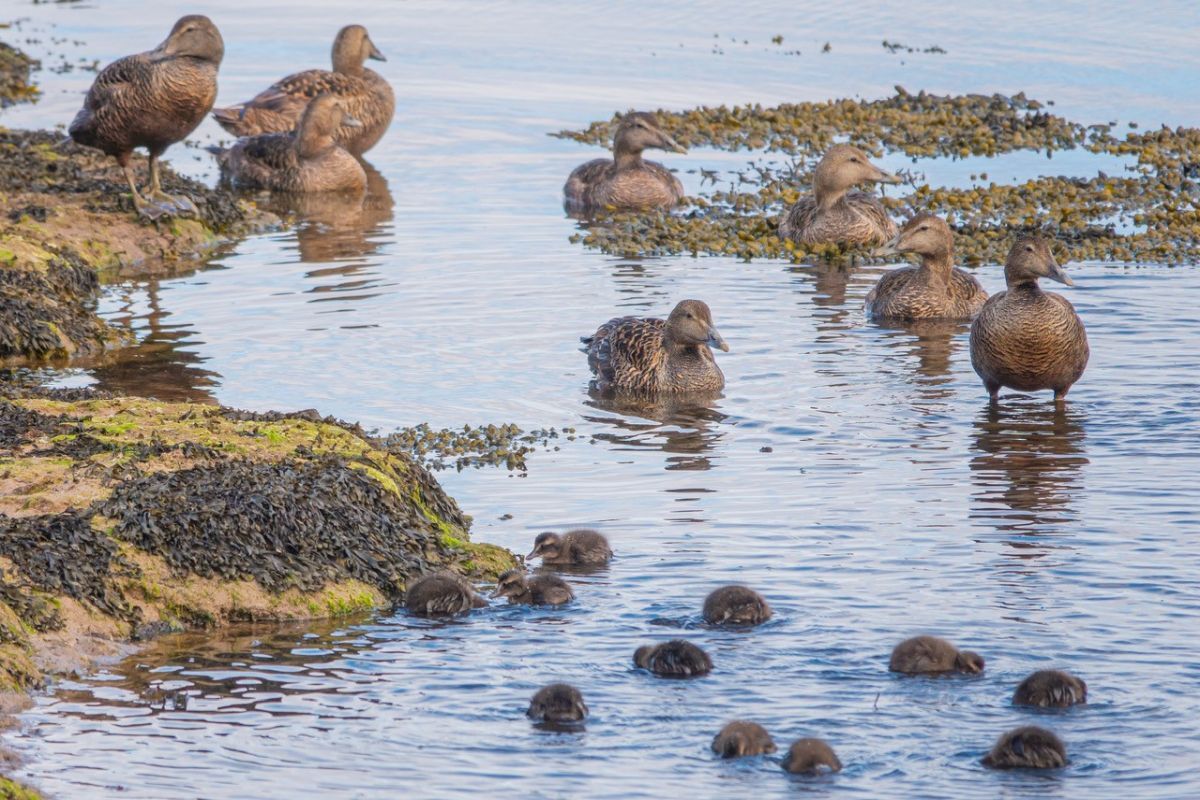 West Coast Today - News - Young broods a sign of a successful breeding ...