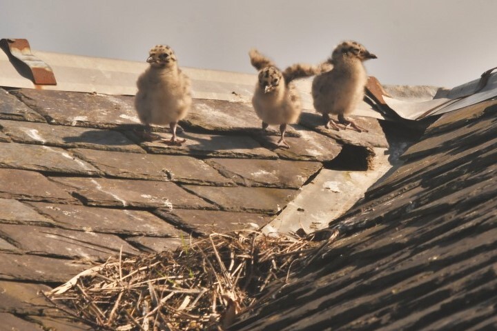 West Coast Today - All Content - WCT - Young broods a sign of a ...