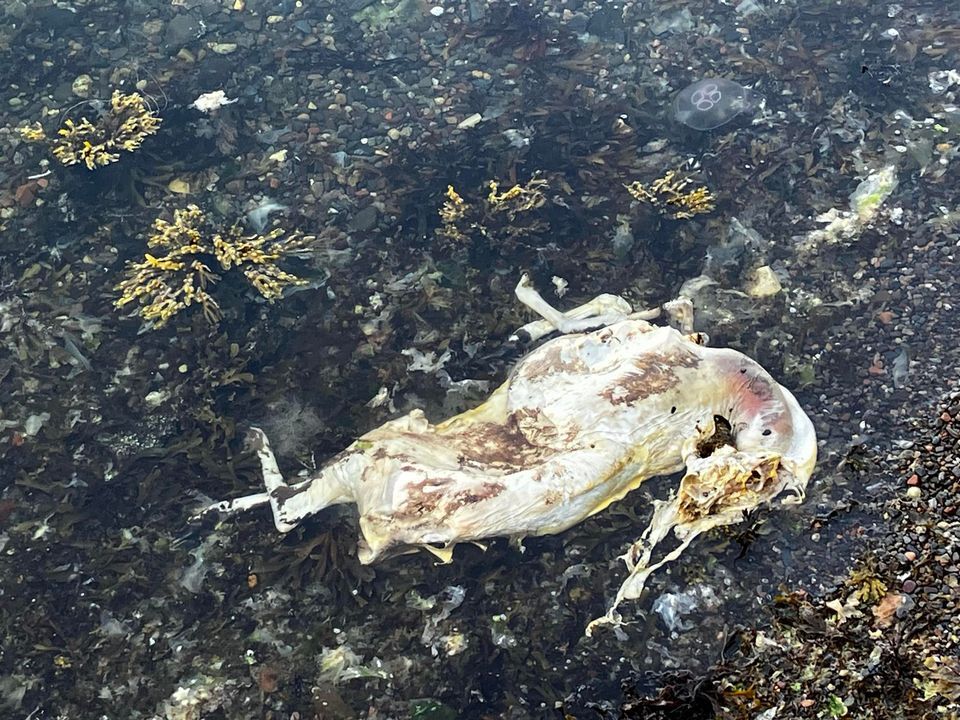 West Coast Today - News - Animal carcass left rotting in Oban Bay due ...