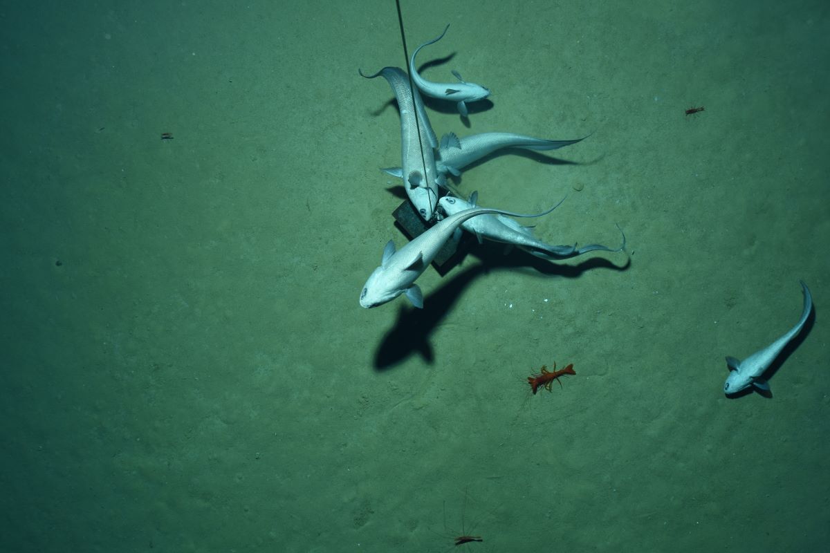 discovery deep water