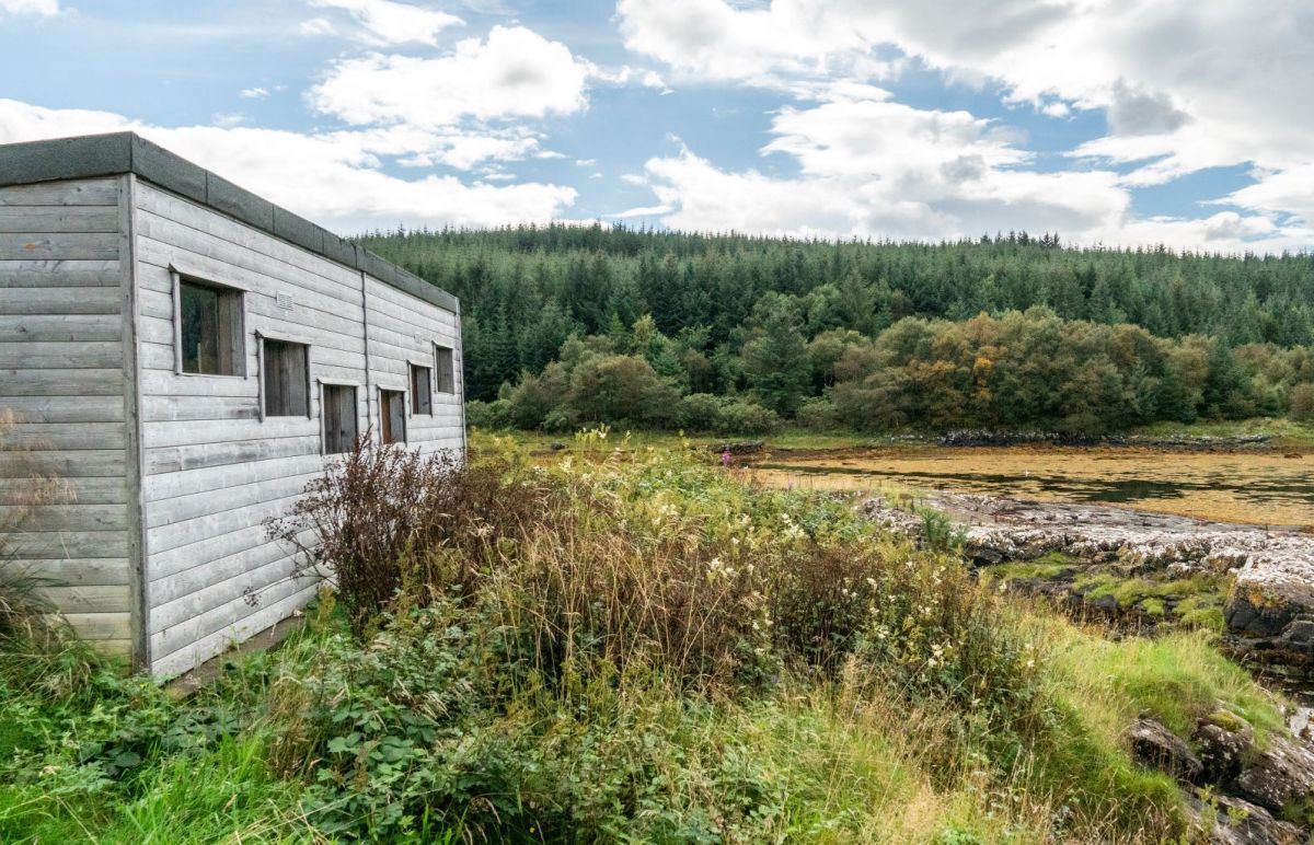 West Coast Today - News - Sea eagle chicks fly the nest in full view