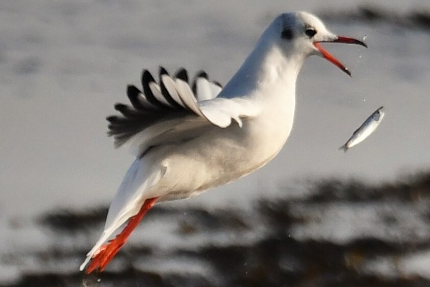 black headed gull