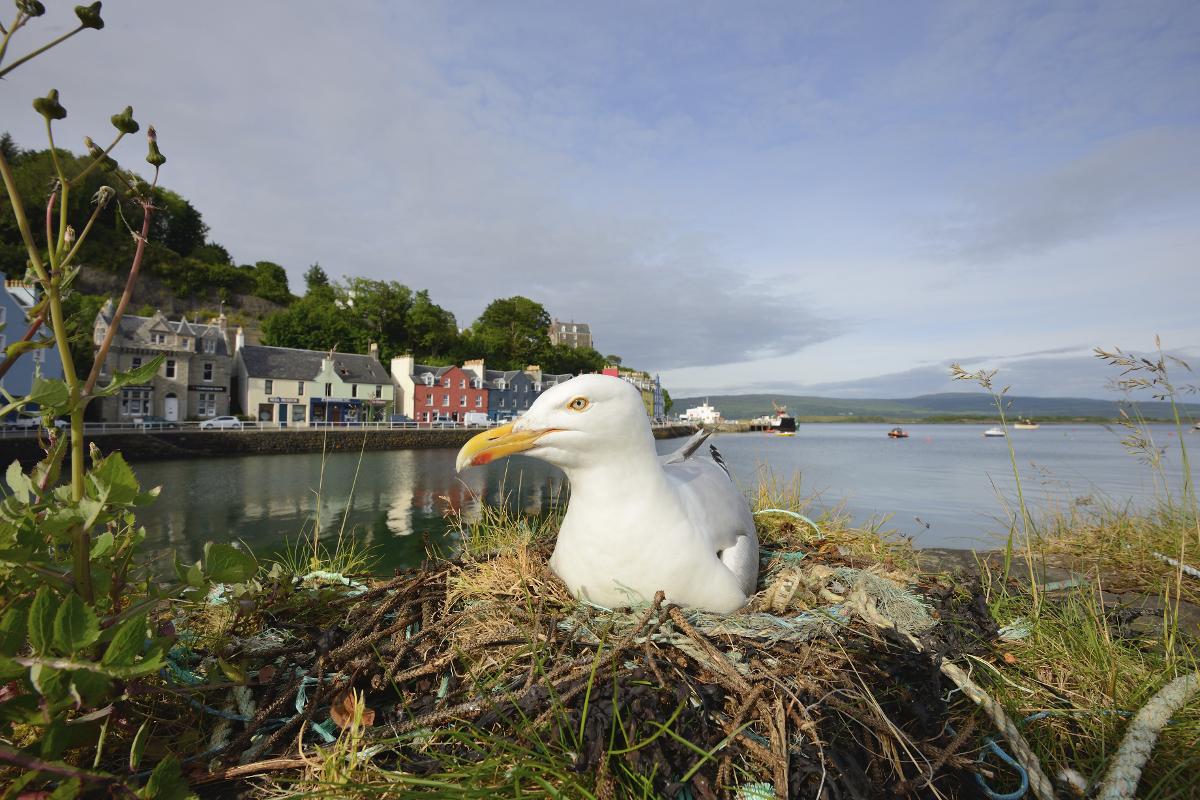 West Coast Today - News - Seabirds face a bleak future without urgent ...