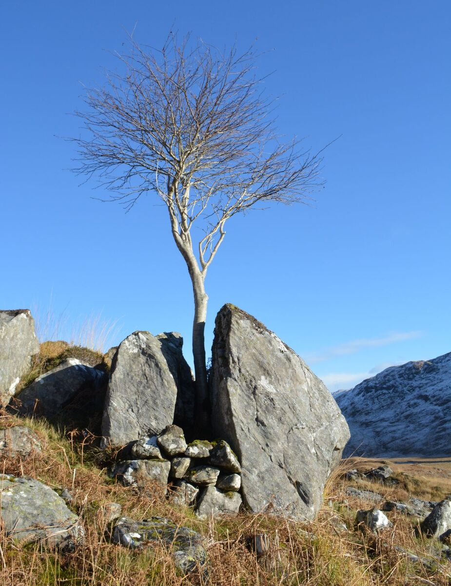 West Coast Today - Heritage - “The rowans will be red in Lochaber"