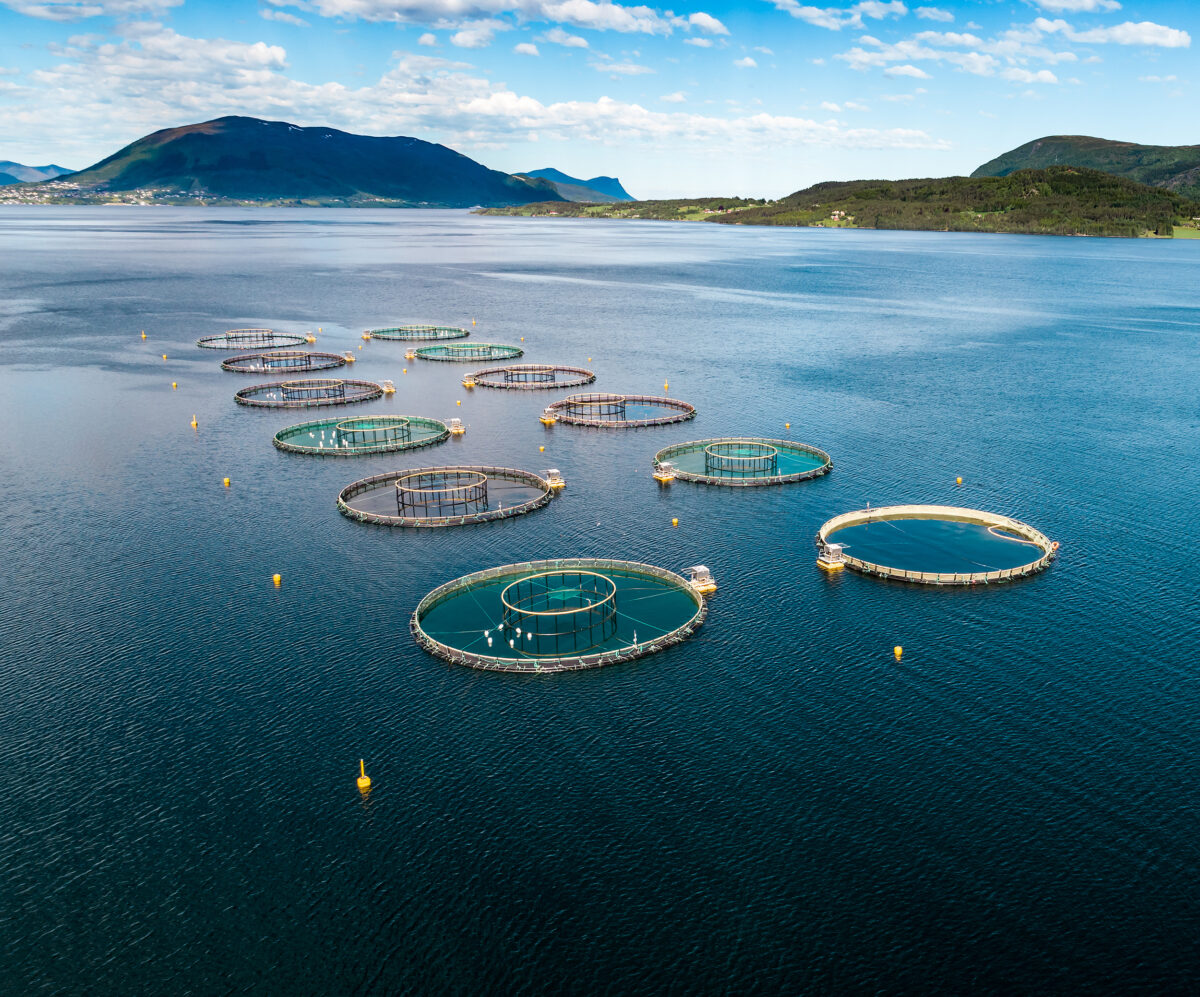 Fish Farmer - Fish Farmer - All Content - Cermaq acquires new Norwegian ...
