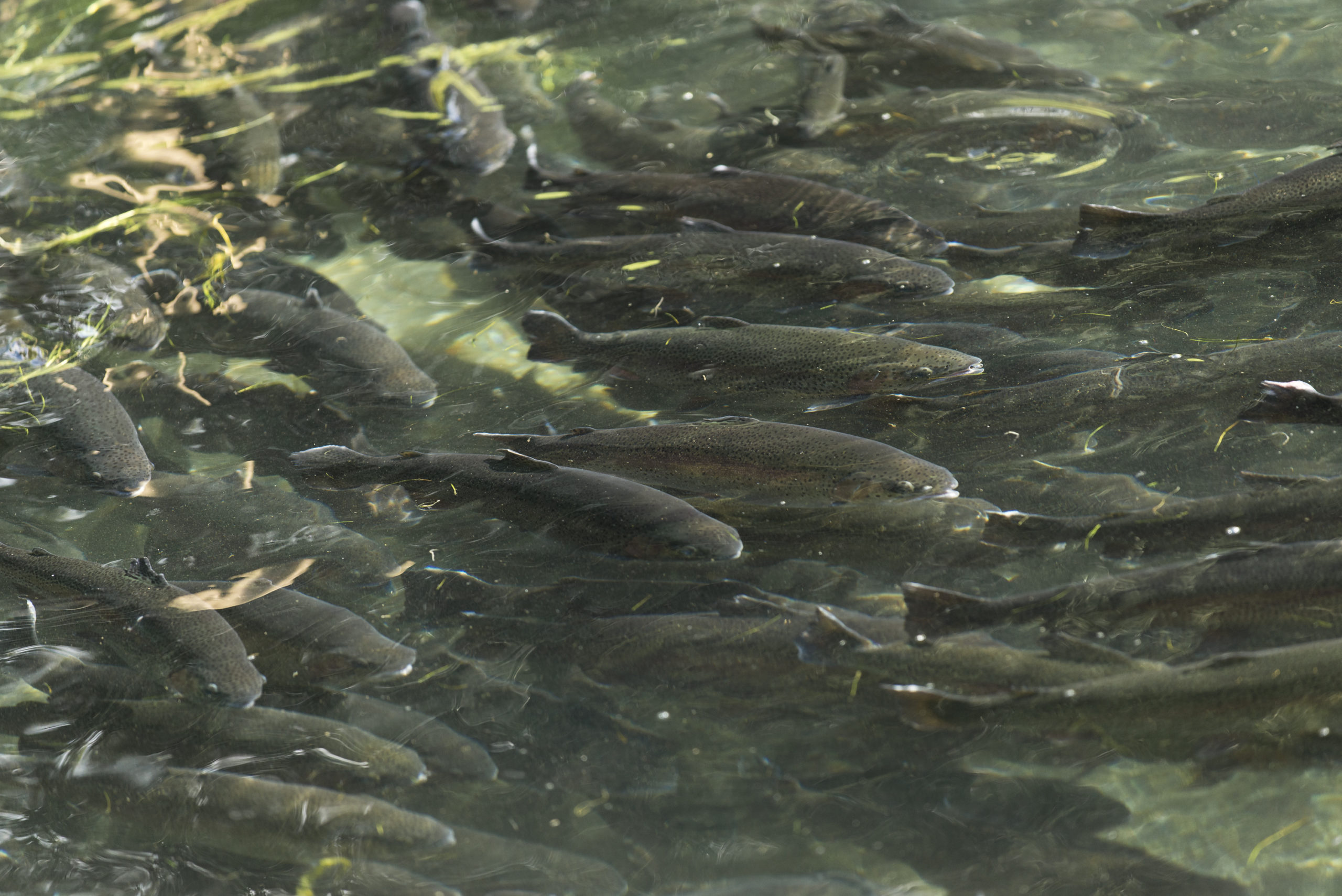 Fish Farmer - News - Wiltshire trout farm invests in sustainable technology