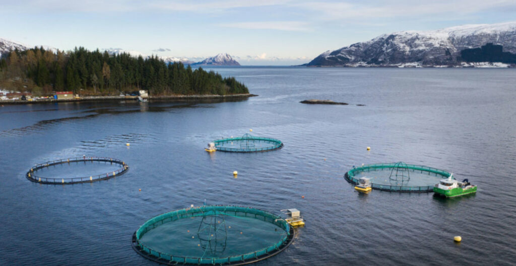 Fish Farmer - News - Cod farmer more than doubles Q2 loss