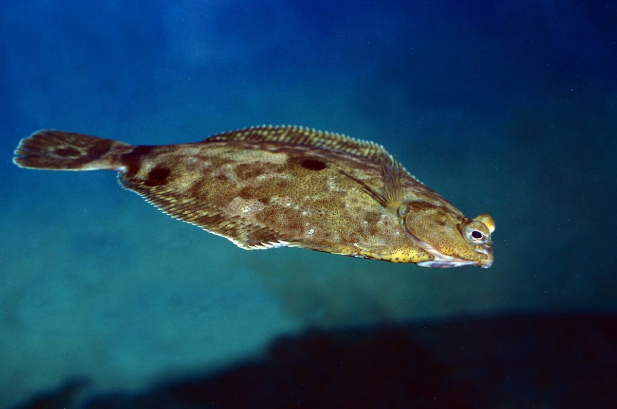 Fish Farmer - Fish Farmer - All Content - Study shows how nitrates in ...