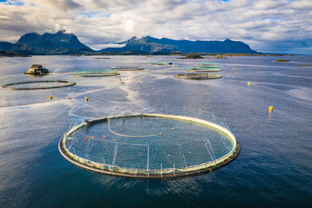 Fish Farmer - News - Now Norwegians changing minds on fish farming
