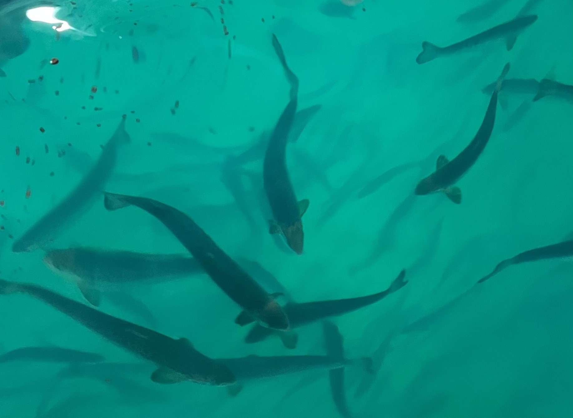 Fish Farmer - Fish Farmer - All Content - Proximar's salmon reach first ...