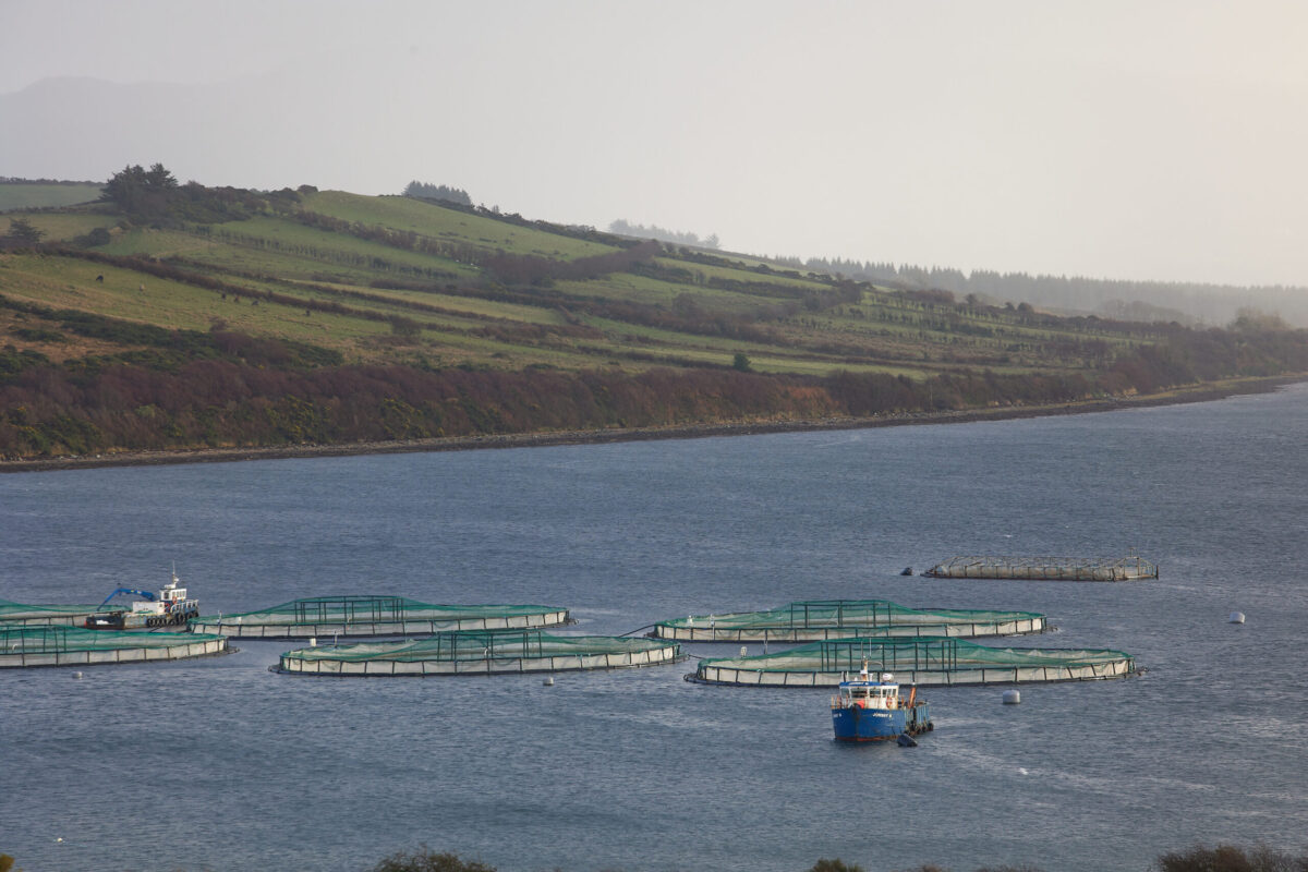 Fish Farmer - News - Ireland sets out new national aquaculture strategy