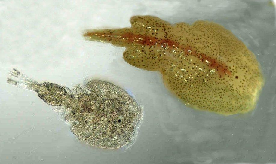 Fish Farmer - News - New research on salmon louse larvae could help ...
