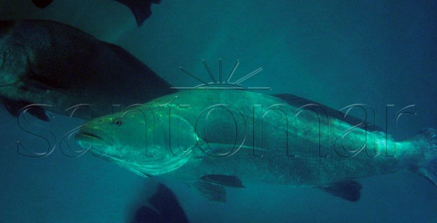 Fish Farmer - News - New brand for Mexico’s Earth Ocean Farms