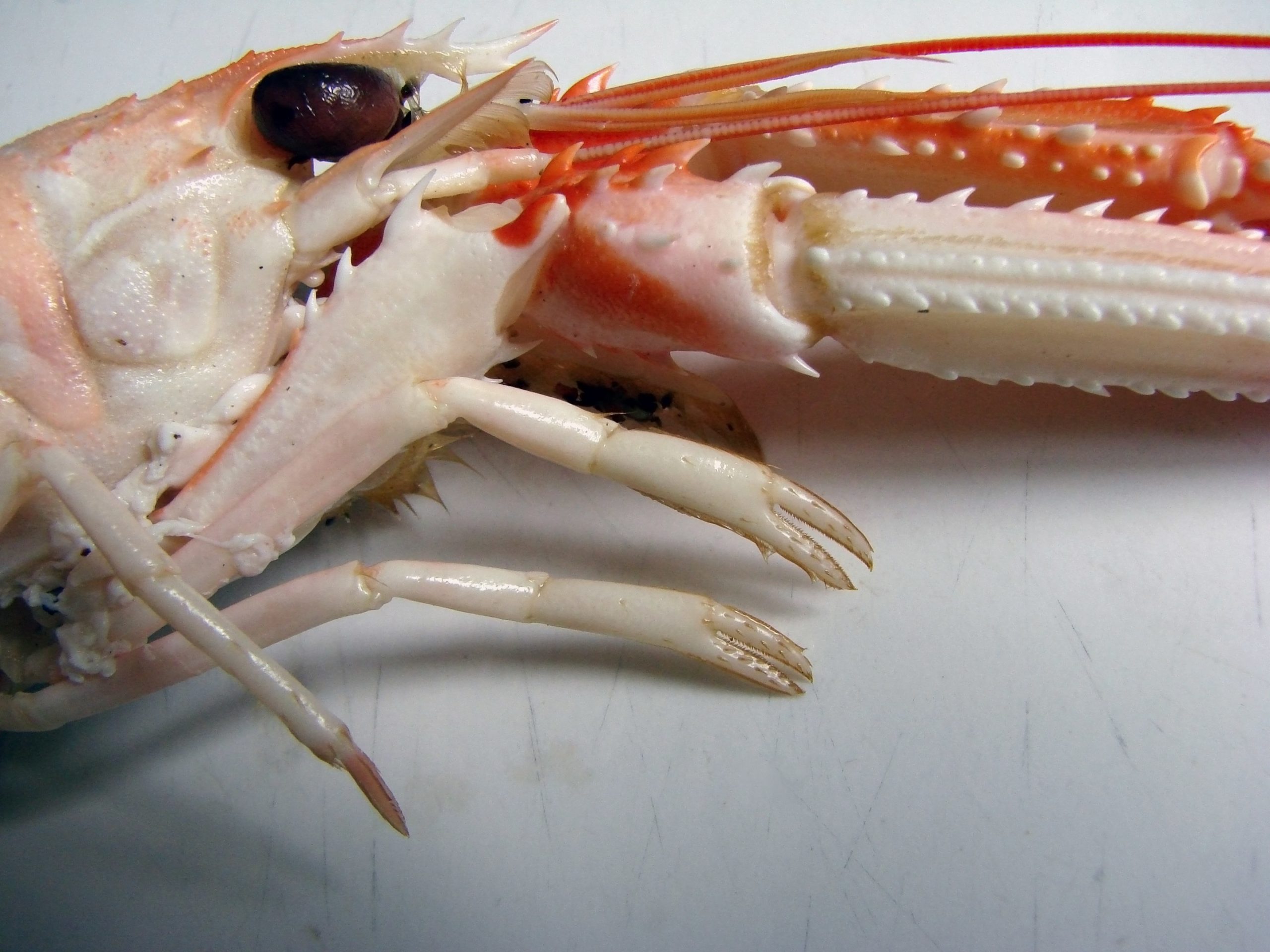 Fish Farmer - News - Aid pledged for Scotland's langoustine sector