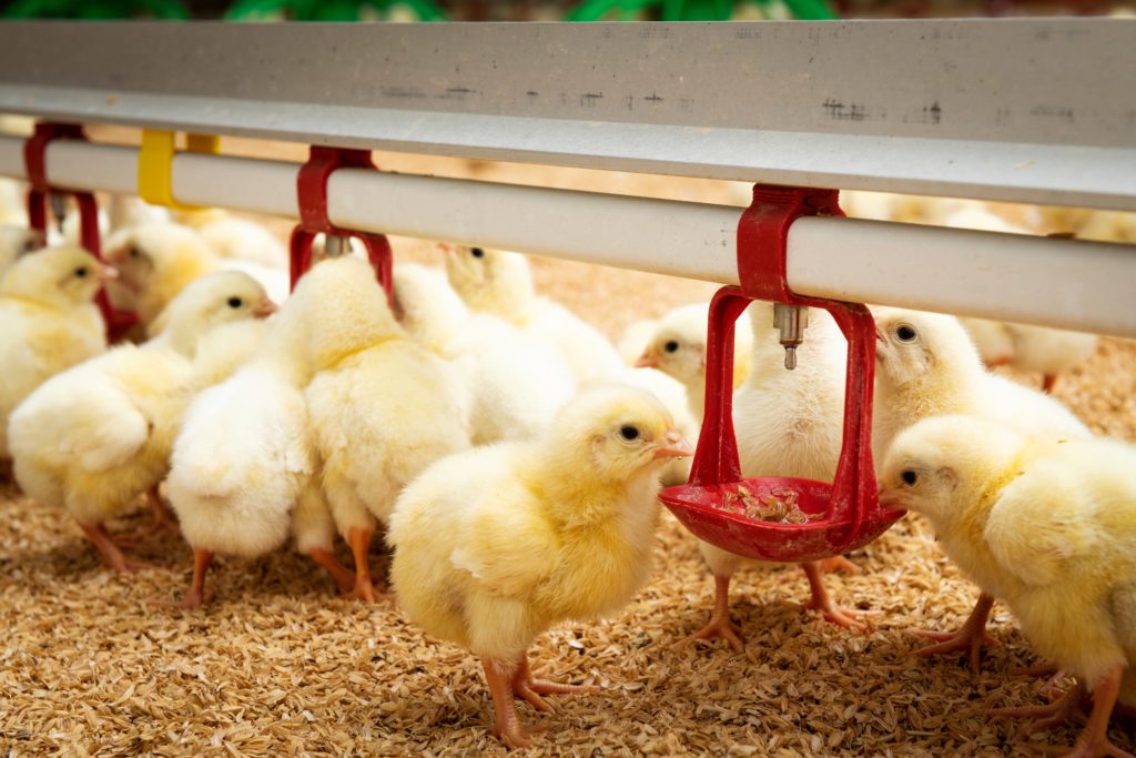 Fish Farmer - News - Chicken feed