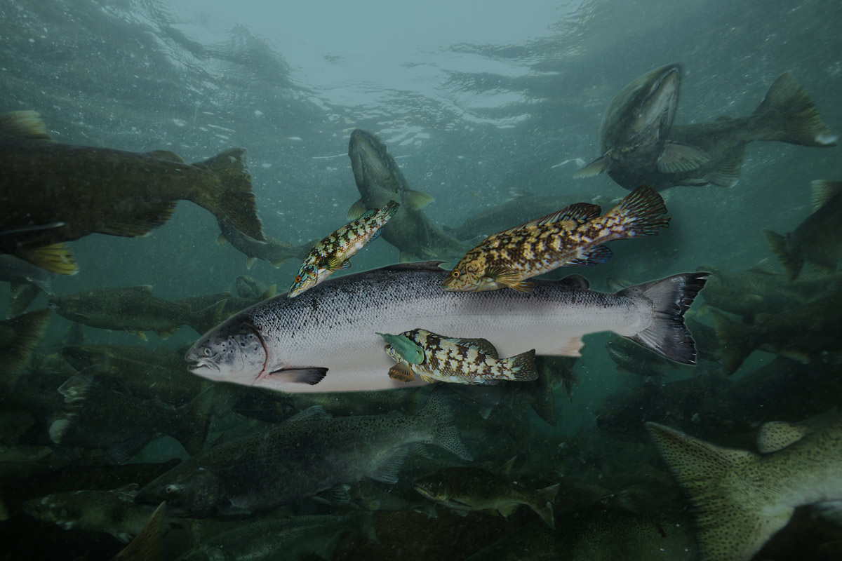 Fish Farmer - News - The GOOD Life