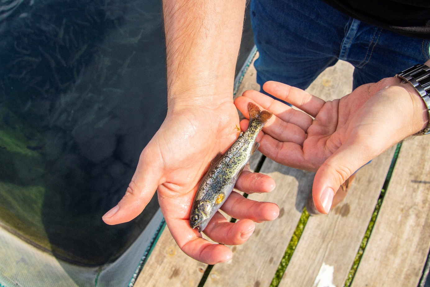 Fish Farmer - What's New - Alltech Coppens launches next-generation ...