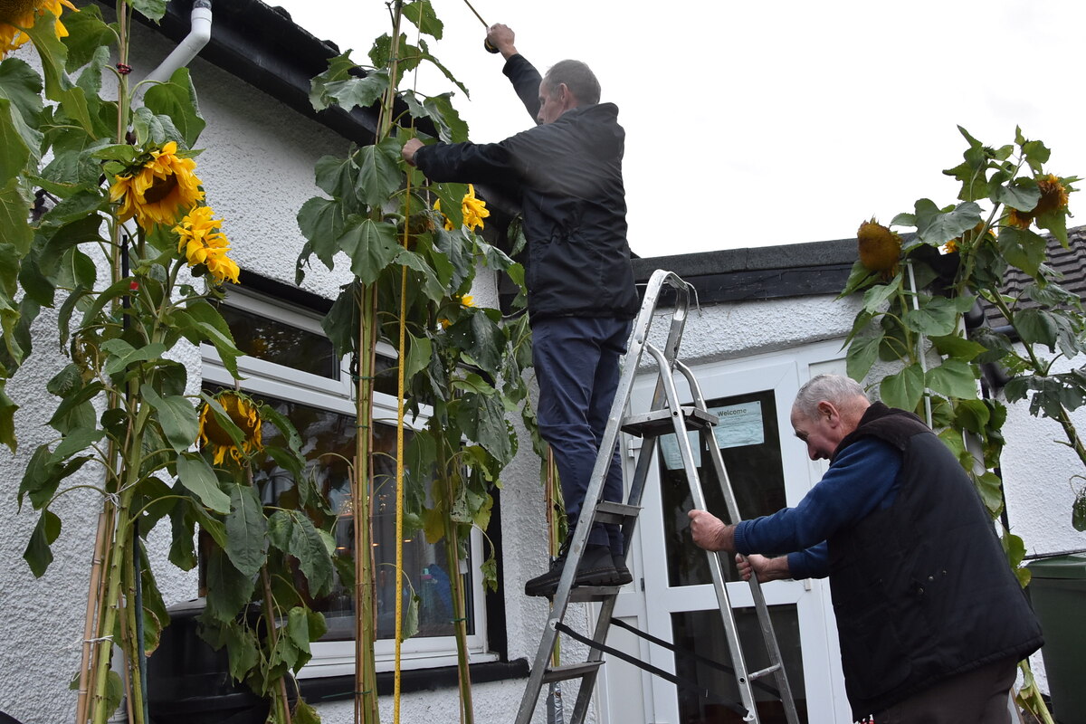 West Coast Today - Leisure - Talented youngster takes sunflower ...