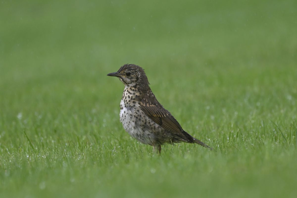 West Coast Today - Heritage - Is that a song thrush or a mistle thrush?